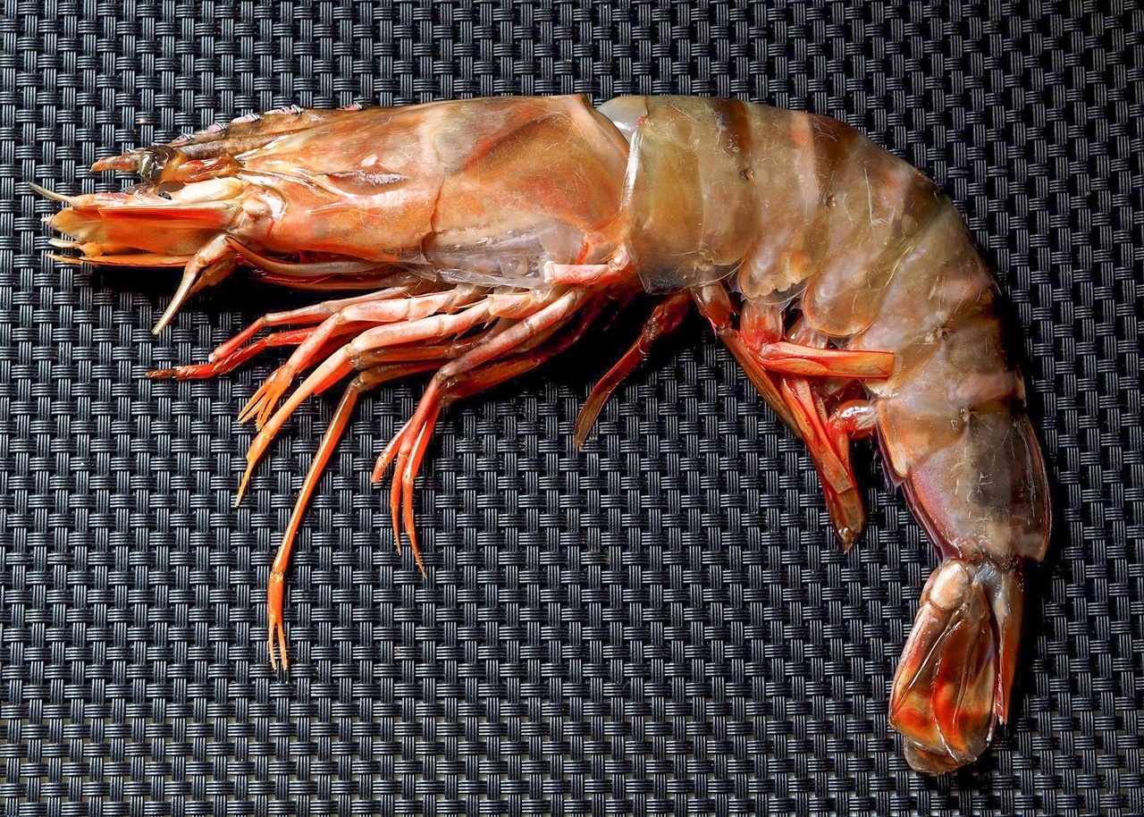 CREVETTES ENTIÈRES CRUES SAUVAGES Congelées Bord - Sea Tiger - LVME ...